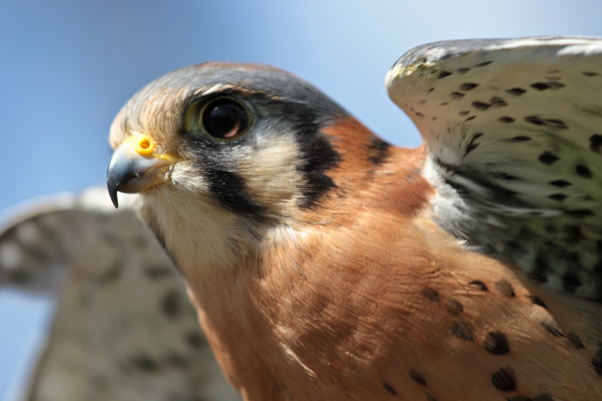 Remote-Controlled Badger Helps Study Prairie Dog Alarm Calls - Cool ...