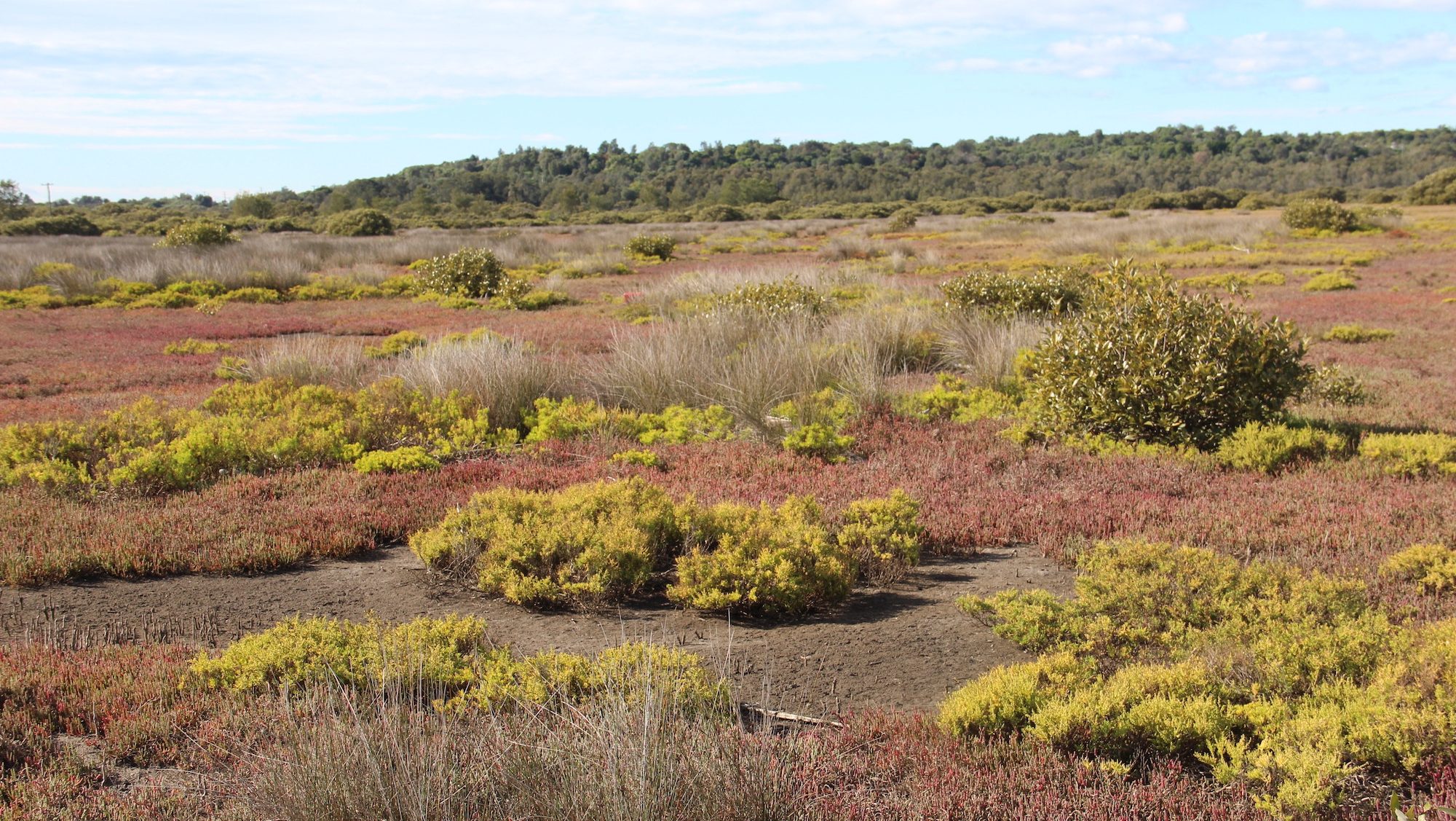 The First World Map of Tidal Marshes - Cool Green Science