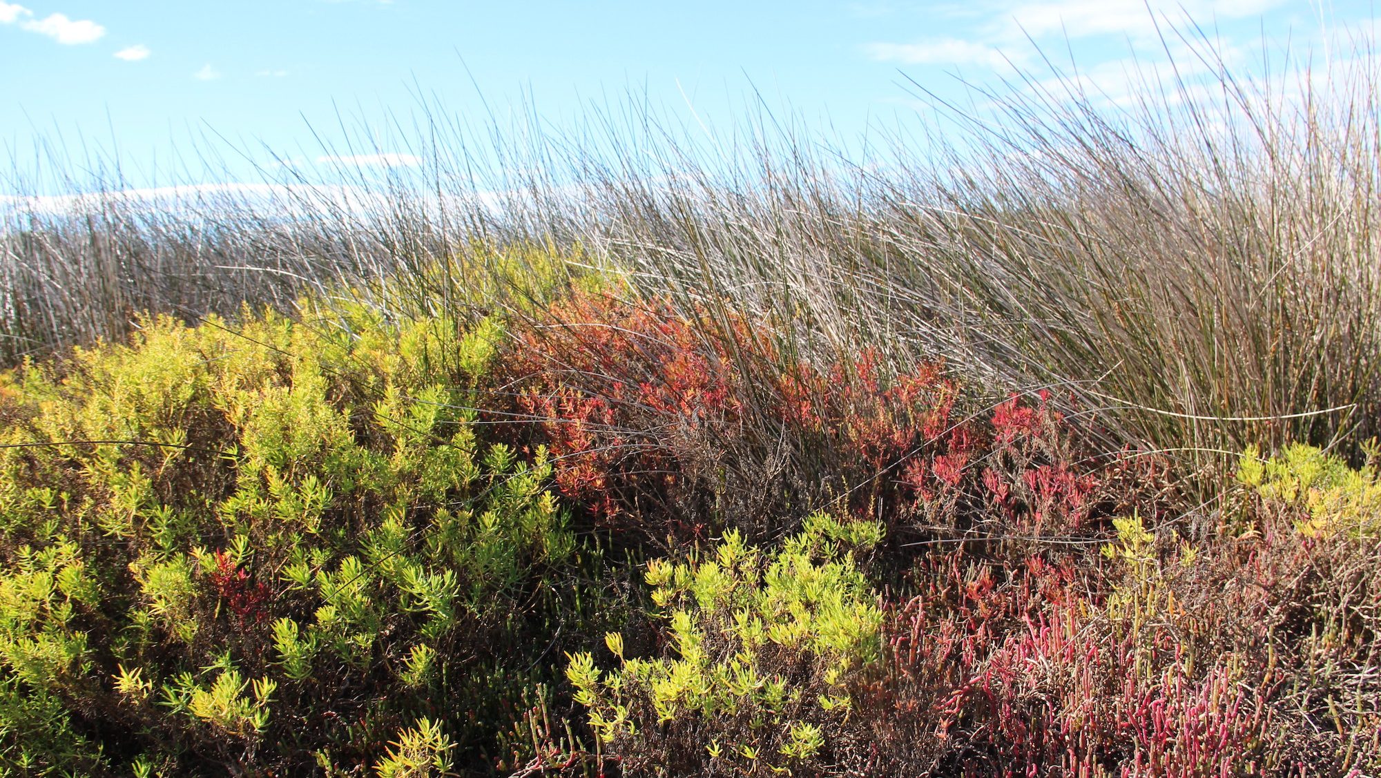 The First World Map of Tidal Marshes - Cool Green Science