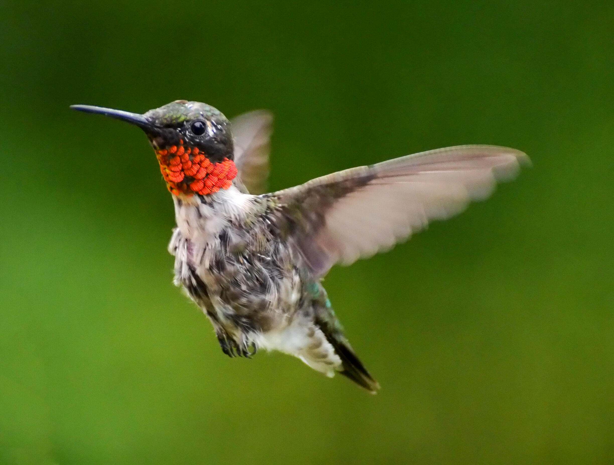8 Birds to Spark a Kid’s Interest in Nature - Cool Green Science