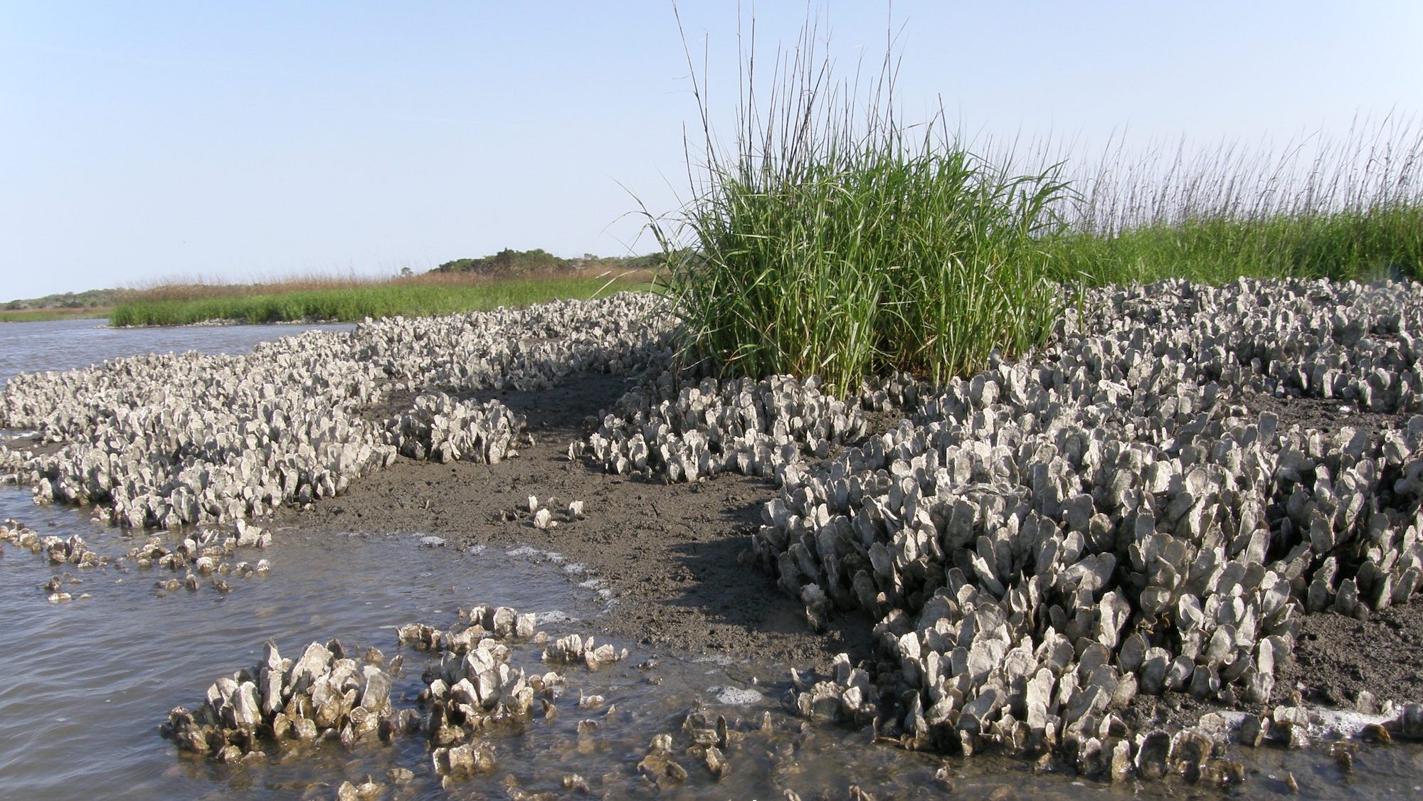 The First World Map of Tidal Marshes - Cool Green Science