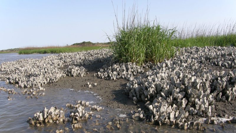The First World Map of Tidal Marshes - Cool Green Science