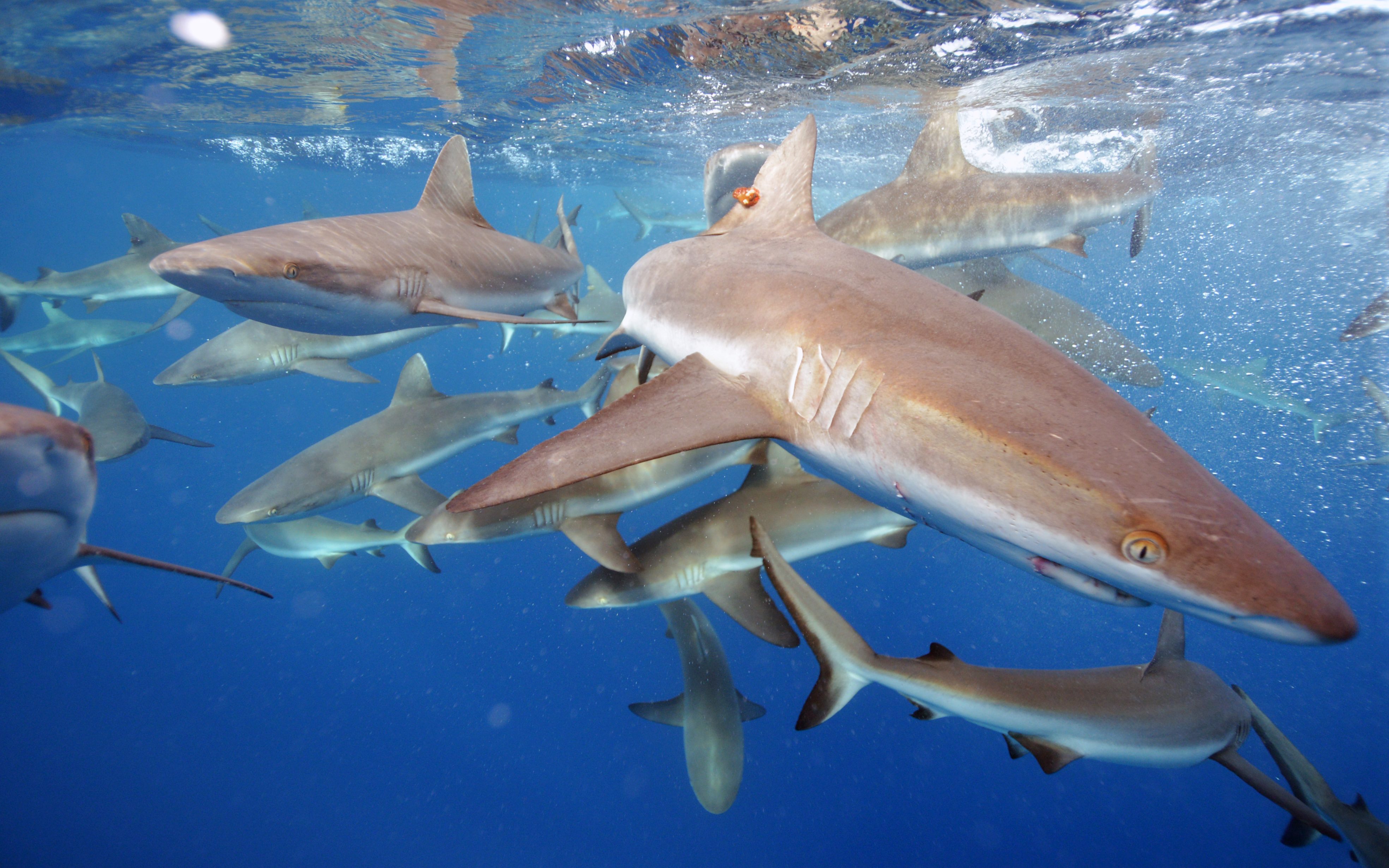 The Nature Conservancy Announces Expansion of First dFAD Partnership