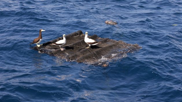 The Nature Conservancy Announces Expansion of First dFAD Partnership