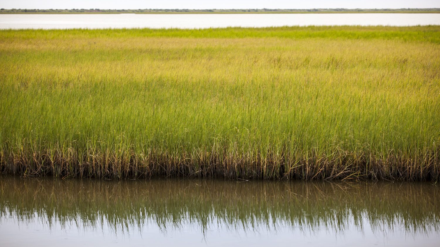 Mad Island: Fire Restores Prairie on the Texas Gulf Coast