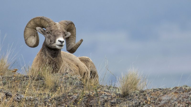 Where to See Bighorn Sheep - Cool Green Science