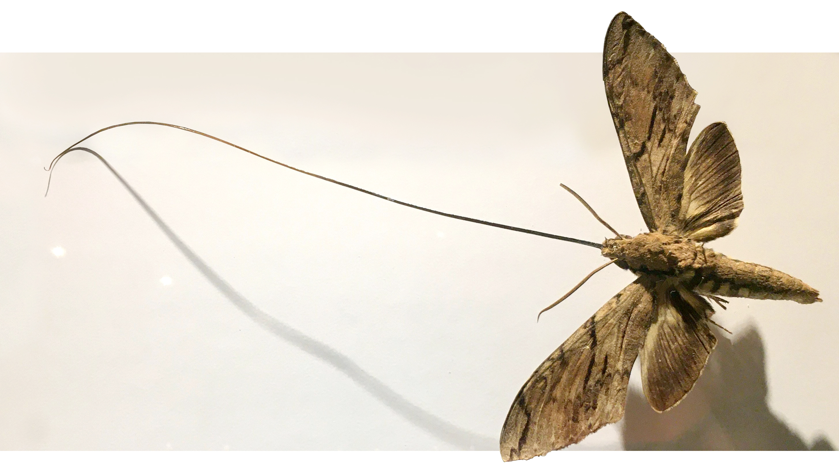 Moths With 11-Inch Tongues? - Cool Green Science