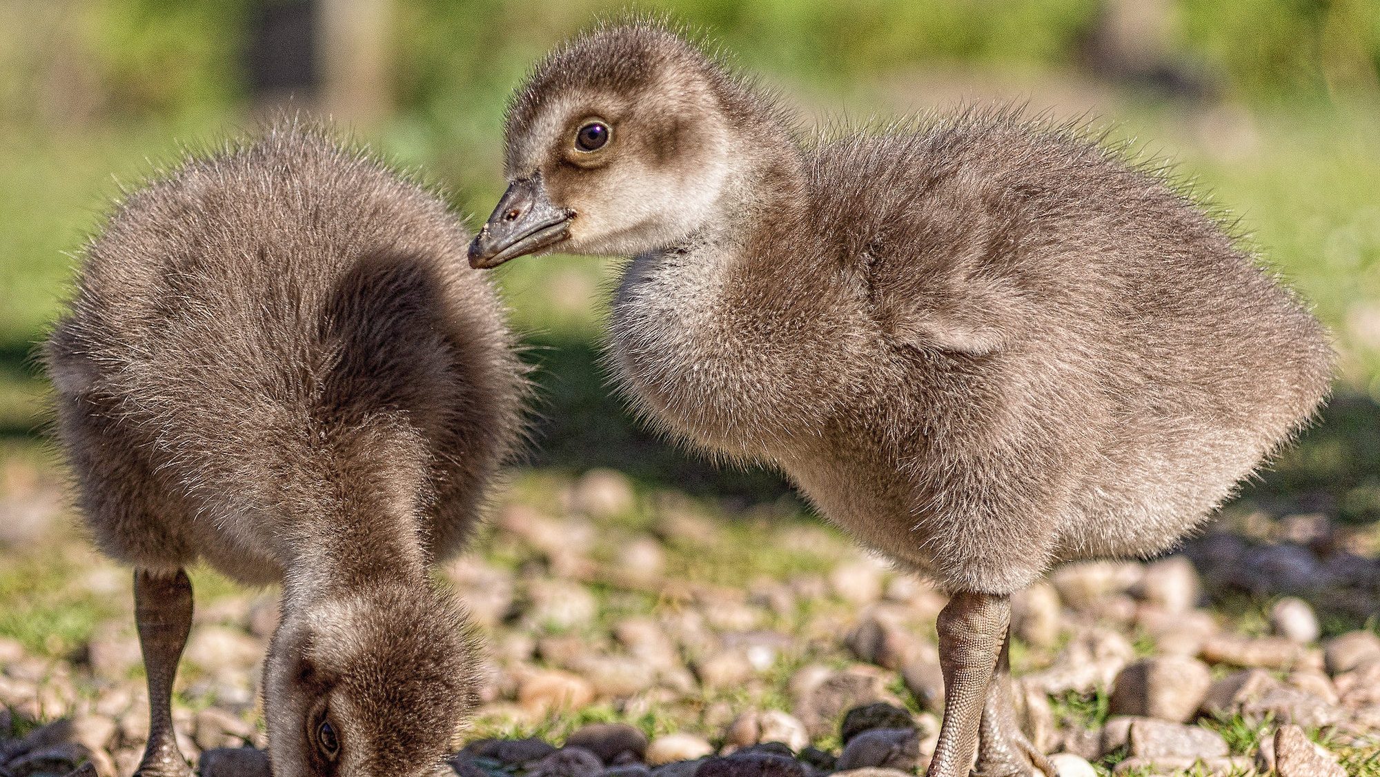 Nēnē: The Recovery of the Hawaiian Goose - Cool Green Science