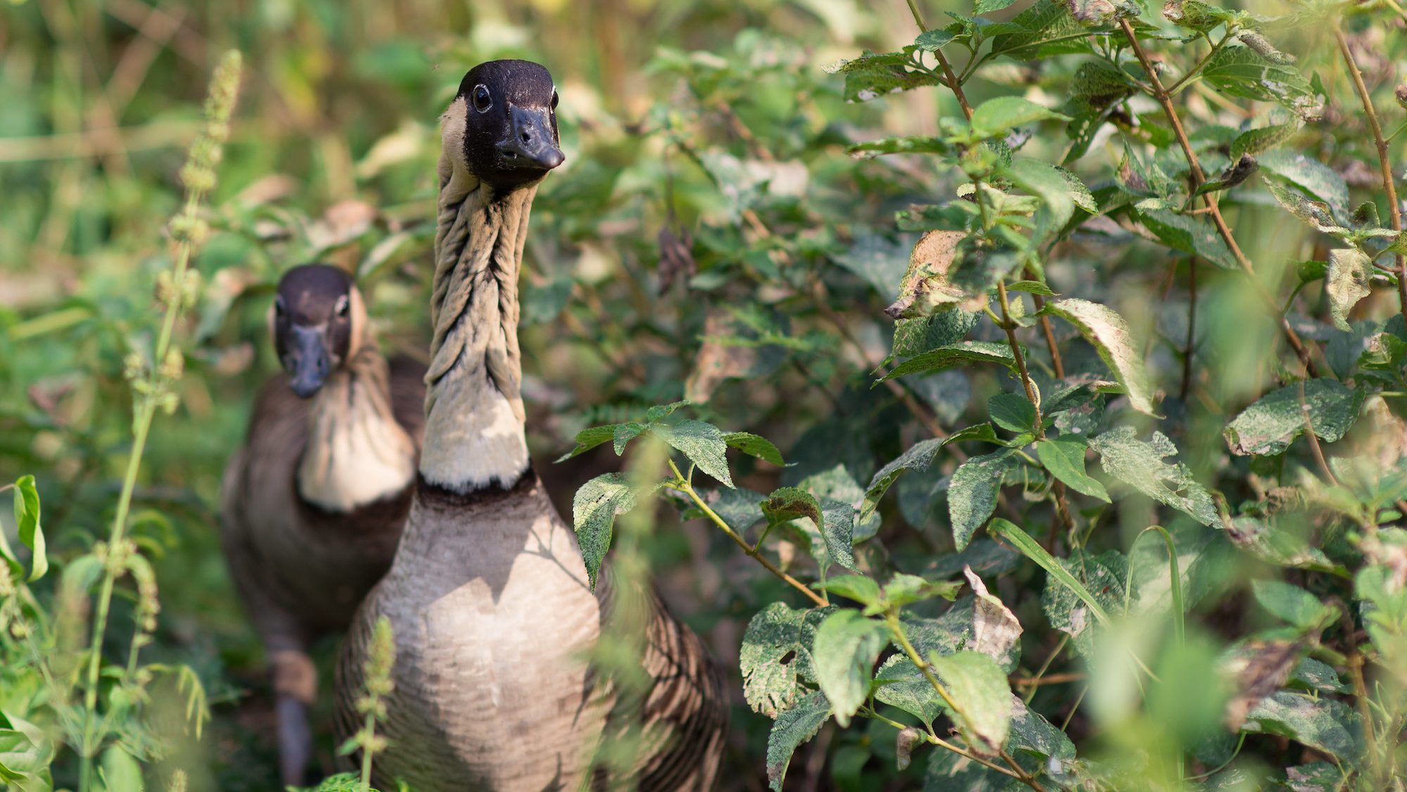 Nēnē: The Recovery of the Hawaiian Goose - Cool Green Science