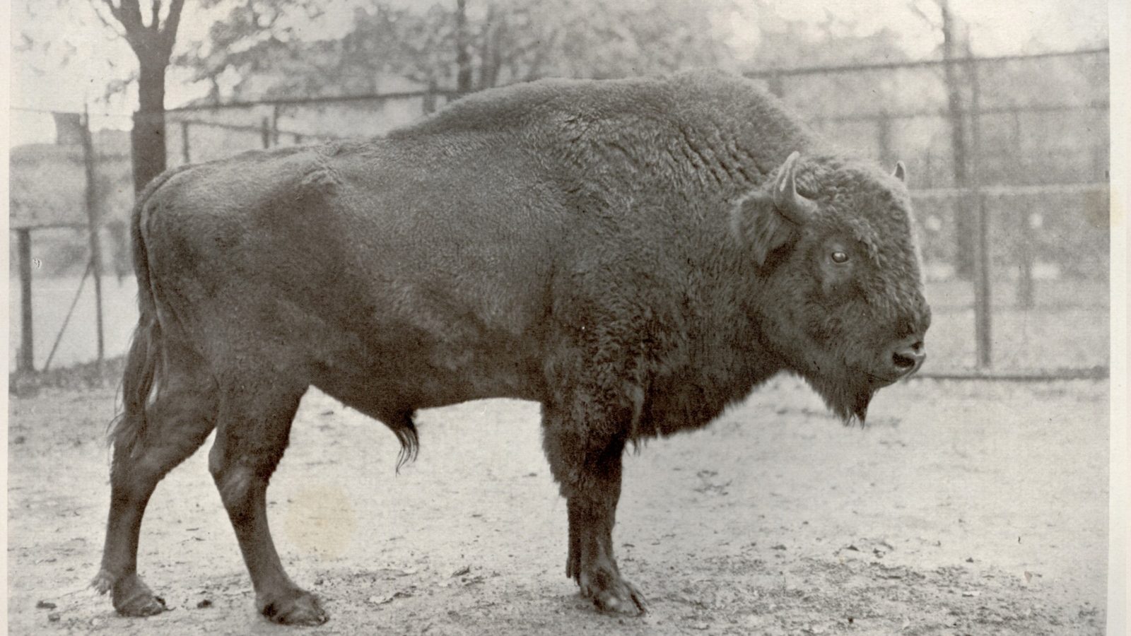 The Remarkable Story of How the Bison Returned to Europe