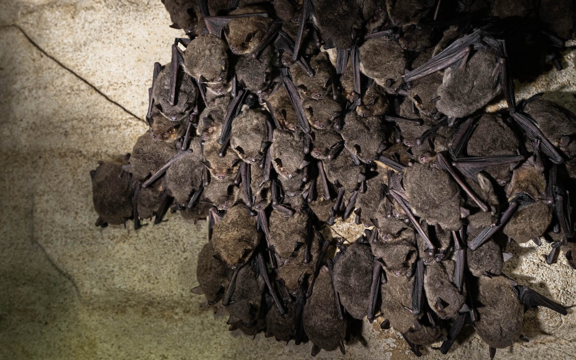 What Does It Take To Photograph A Bat Cave? - Cool Green Science