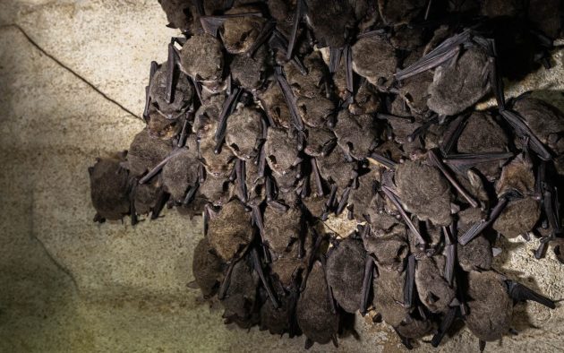 What Does It Take To Photograph A Bat Cave? - Cool Green Science