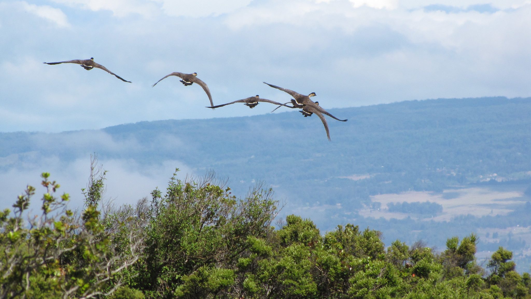Nēnē: The Recovery of the Hawaiian Goose - Cool Green Science
