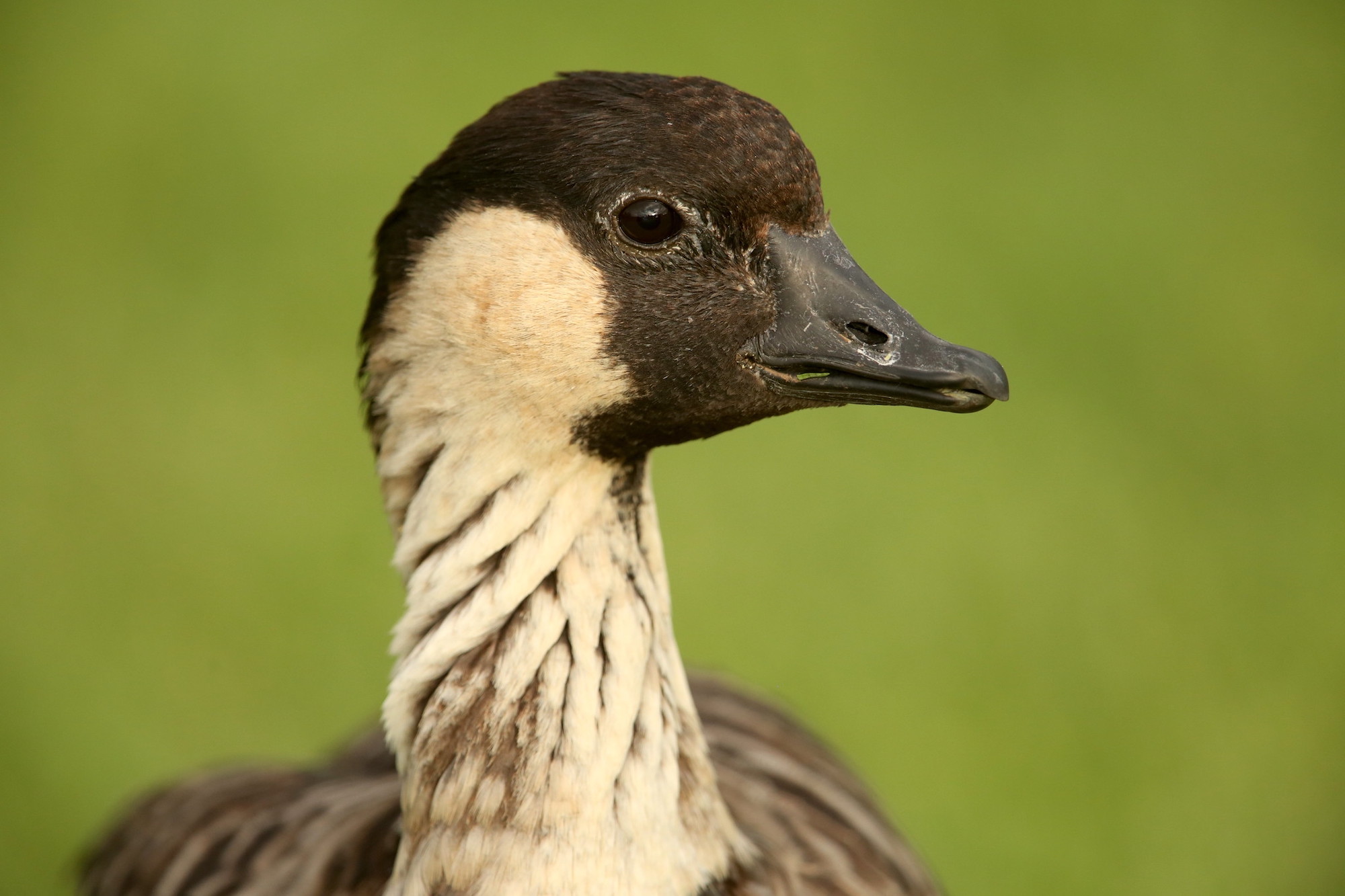 Nēnē: The Recovery of the Hawaiian Goose - Cool Green Science
