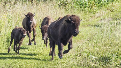 Conserving Bison in Indiana. Yes, Indiana. - Cool Green Science