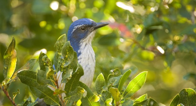 8 Great U.S. National Parks for Birding - Cool Green Science