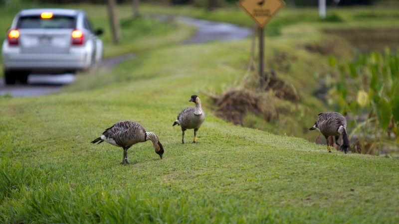 Nēnē: The Recovery of the Hawaiian Goose - Cool Green Science