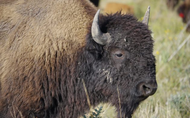 The Incredible Shrinking Bison, an Impact of Climate Change