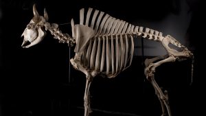 Meet the Bison: North America’s Most Famous Mammal