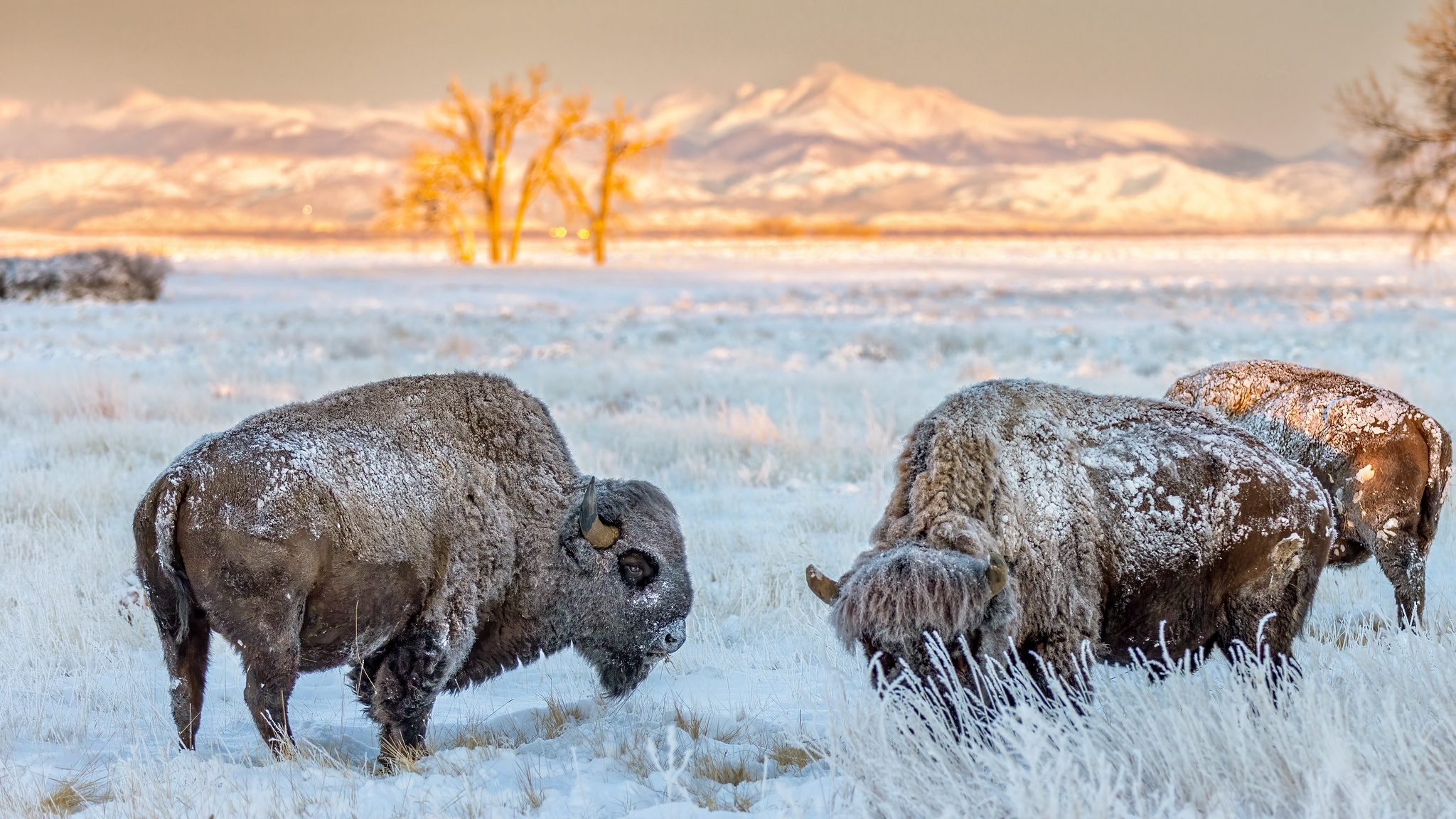 Meet the Bison: North America’s Most Famous Mammal