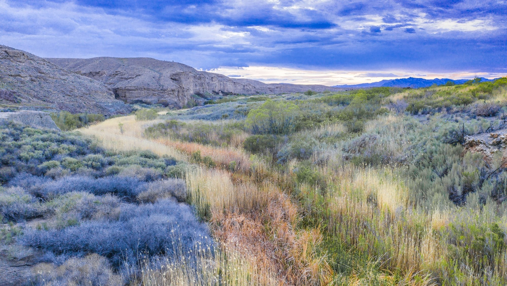 The Amargosa Vole is the World’s Cutest Litmus Test