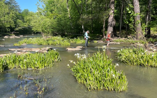 50 Fish, 50 States: Bartram’s Bass - Cool Green Science