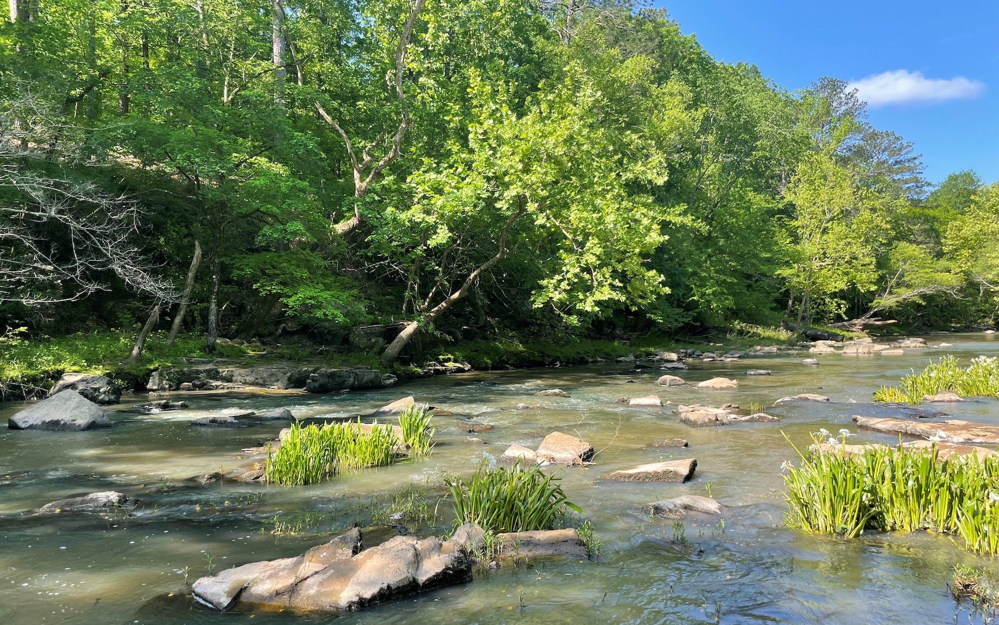 50 Fish, 50 States: Bartram’s Bass - Cool Green Science