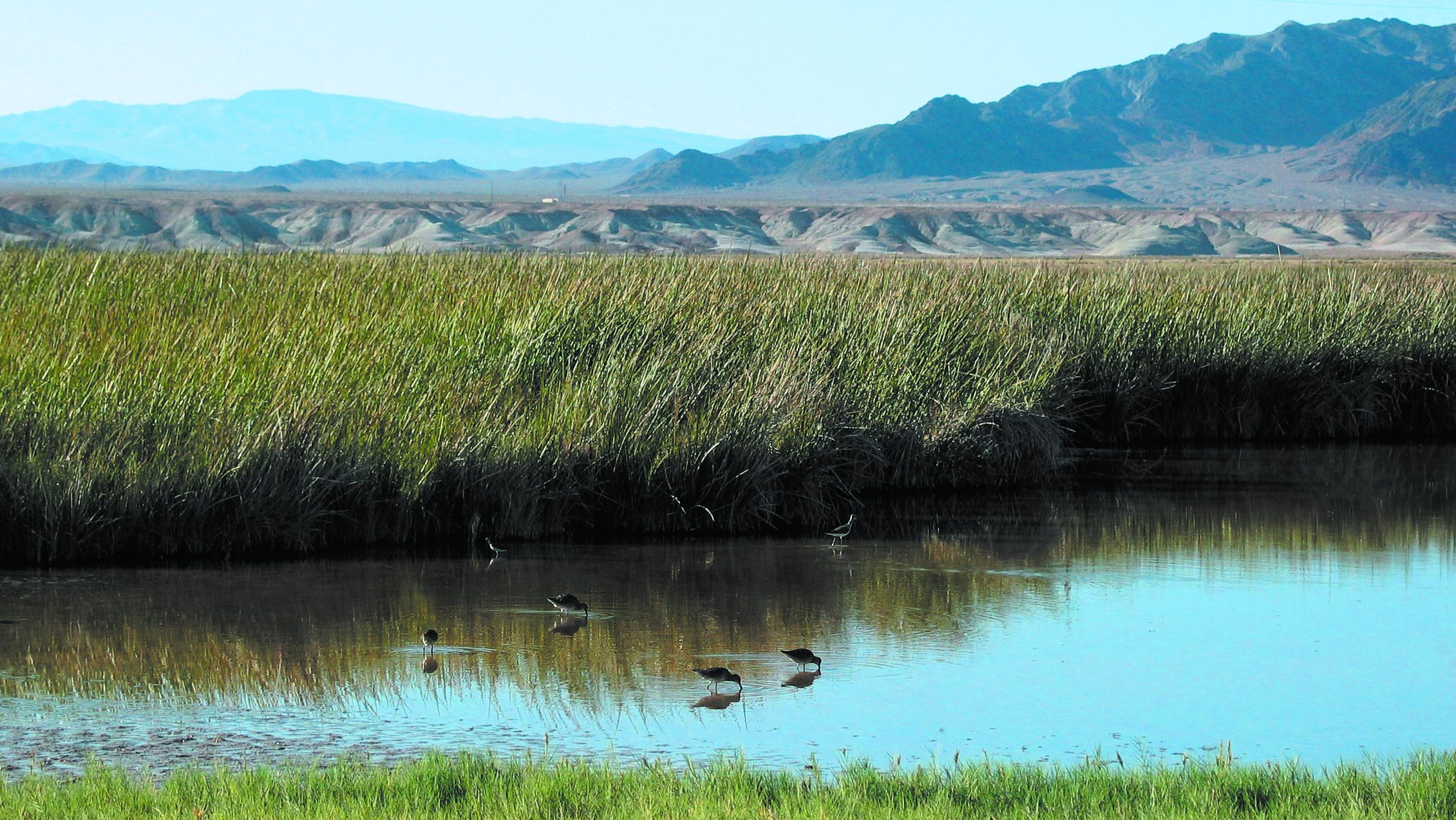 The Amargosa Vole is the World’s Cutest Litmus Test