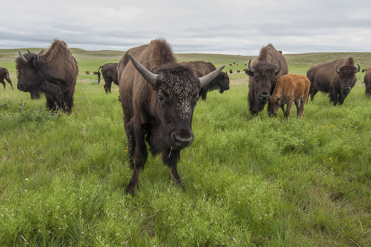 Meet the Bison: North America’s Most Famous Mammal