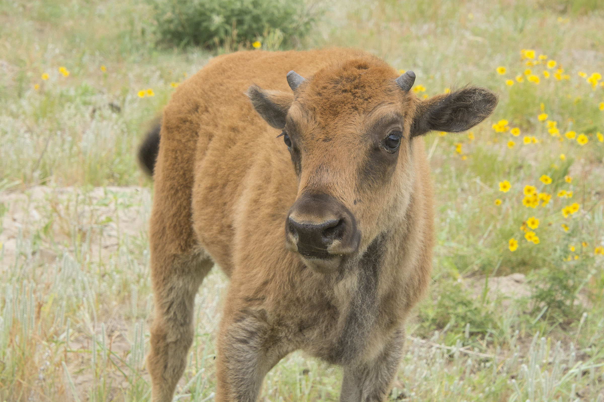 Meet the Bison: North America’s Most Famous Mammal