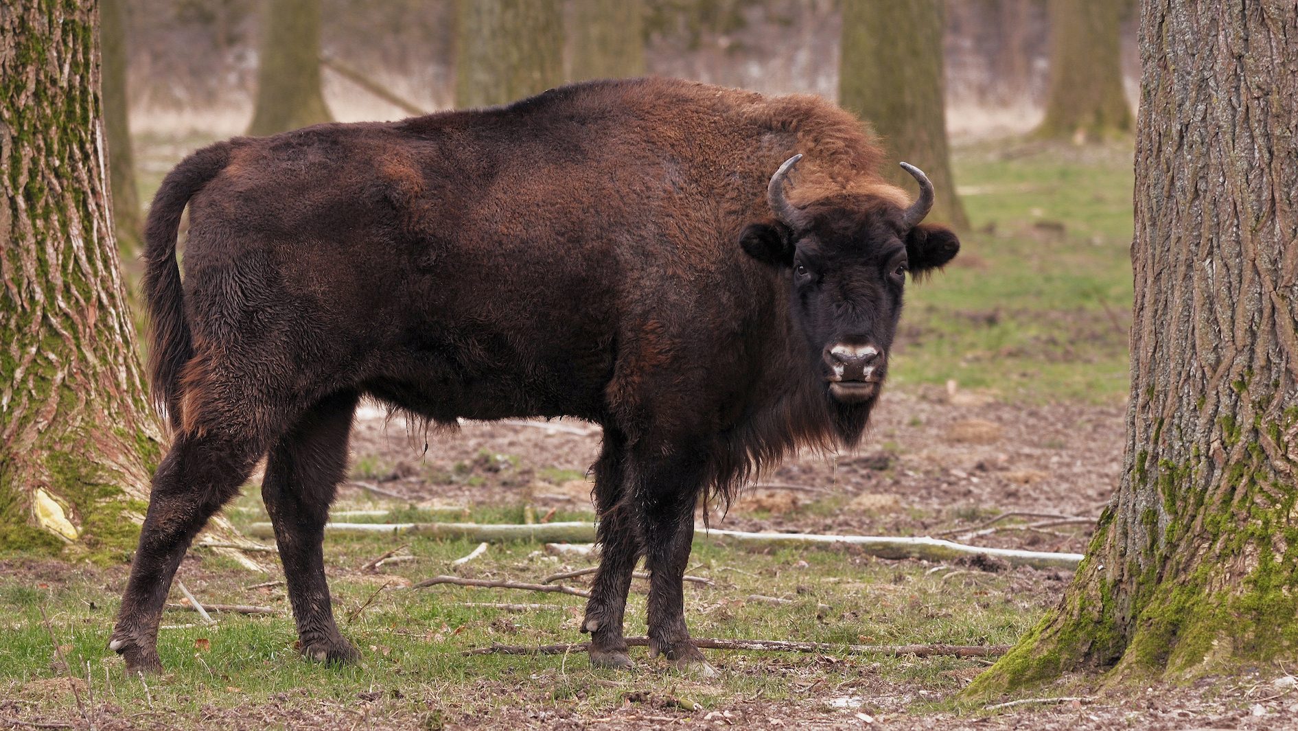 Meet the Bison: North America’s Most Famous Mammal