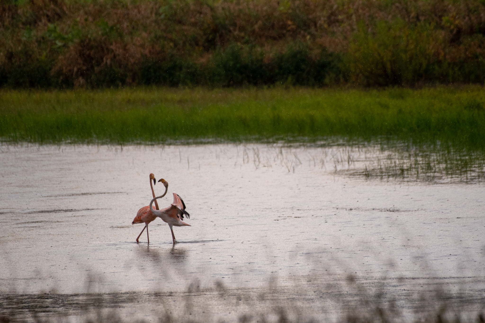 Why Flamingos are Showing Up in the U.S. this Fall