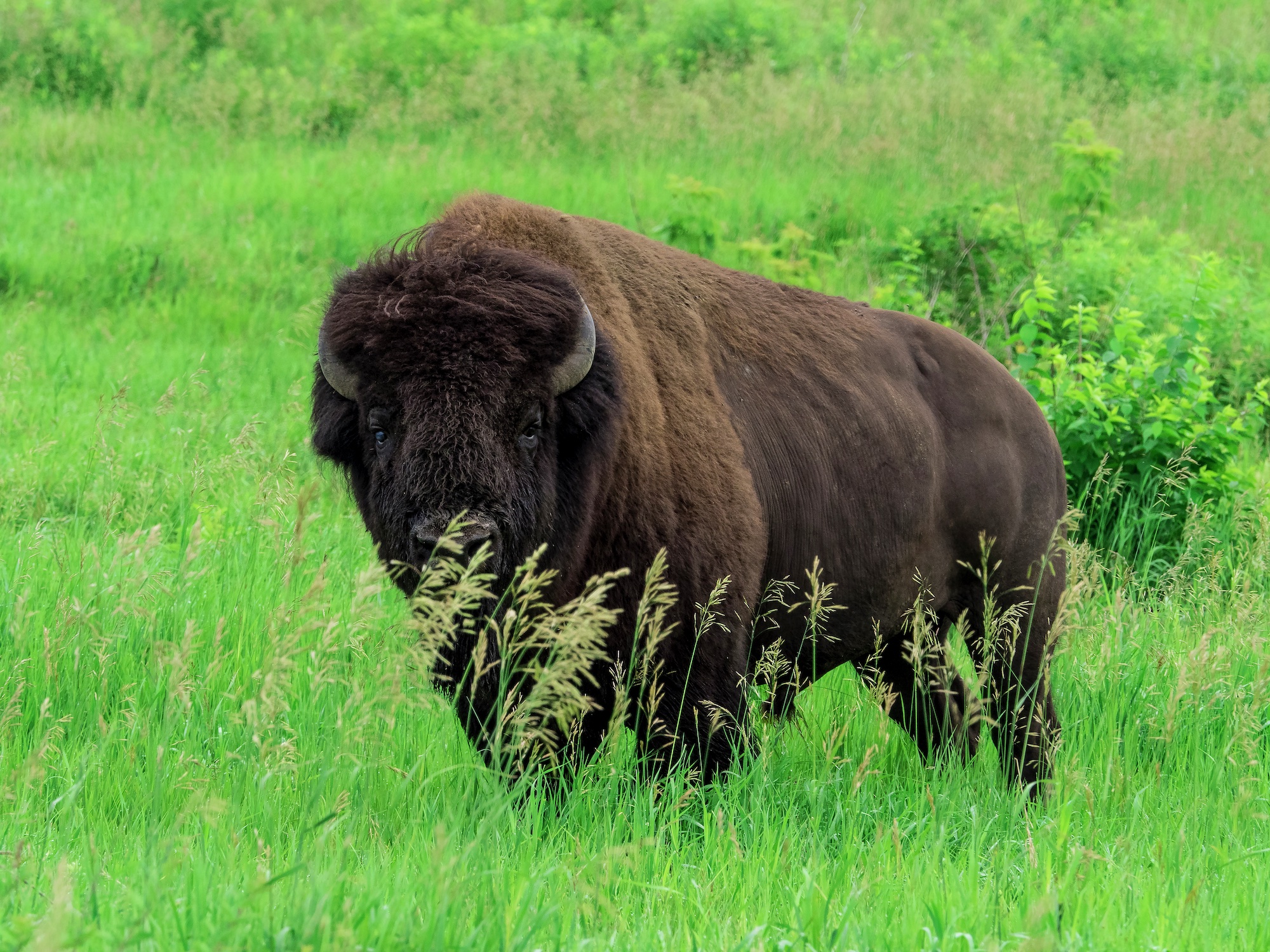 Meet the Bison: North America’s Most Famous Mammal