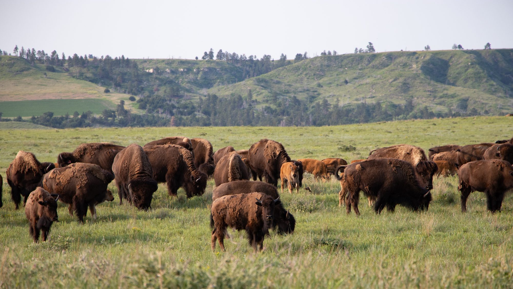 Meet the Bison: North America’s Most Famous Mammal