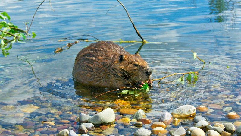 Predator at the Pond: The Backstory of Wolves Ambushing Beavers