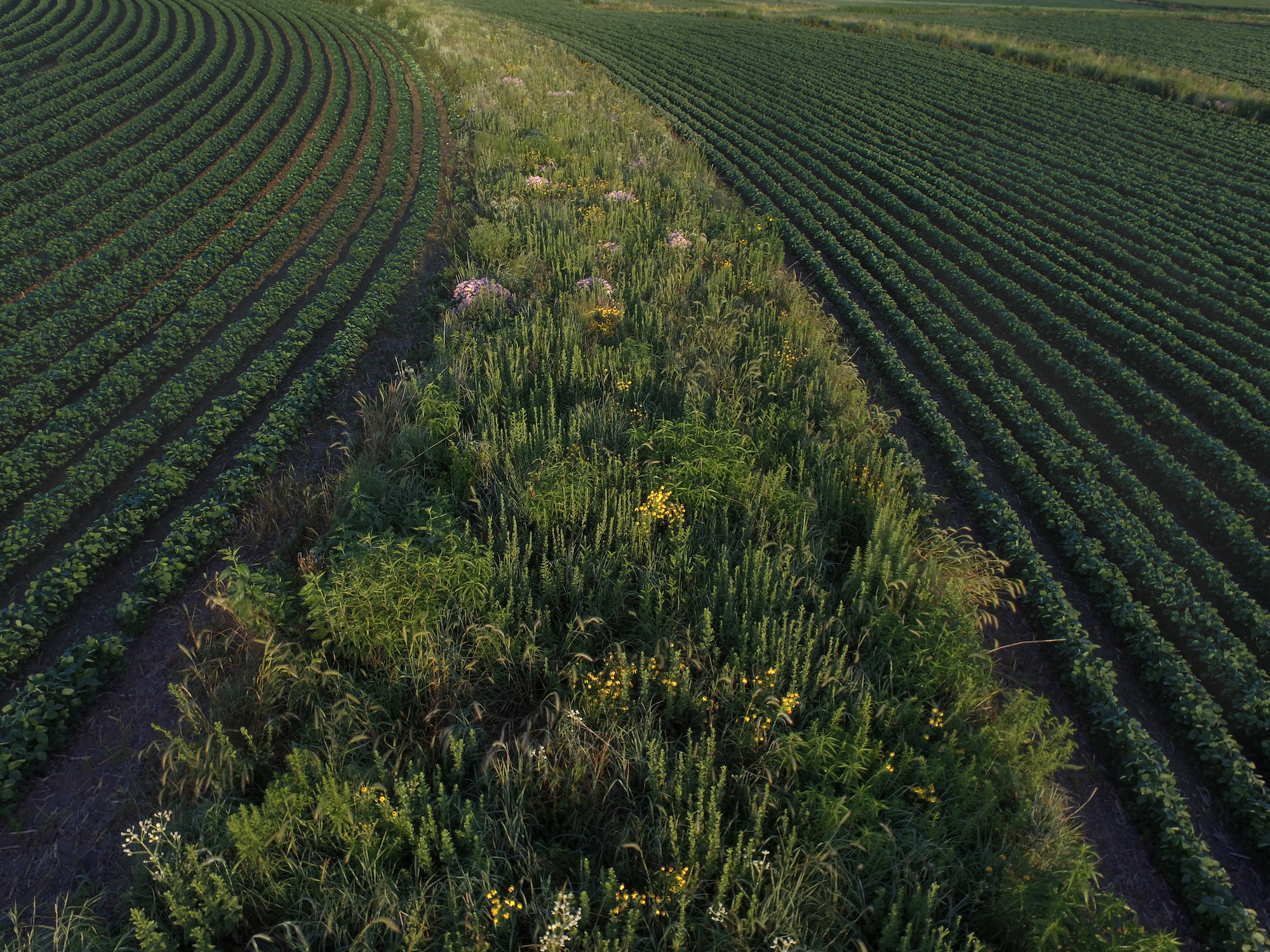 How To Bring Back the Prairie, a Tiny Bit at a Time - Cool Green Science