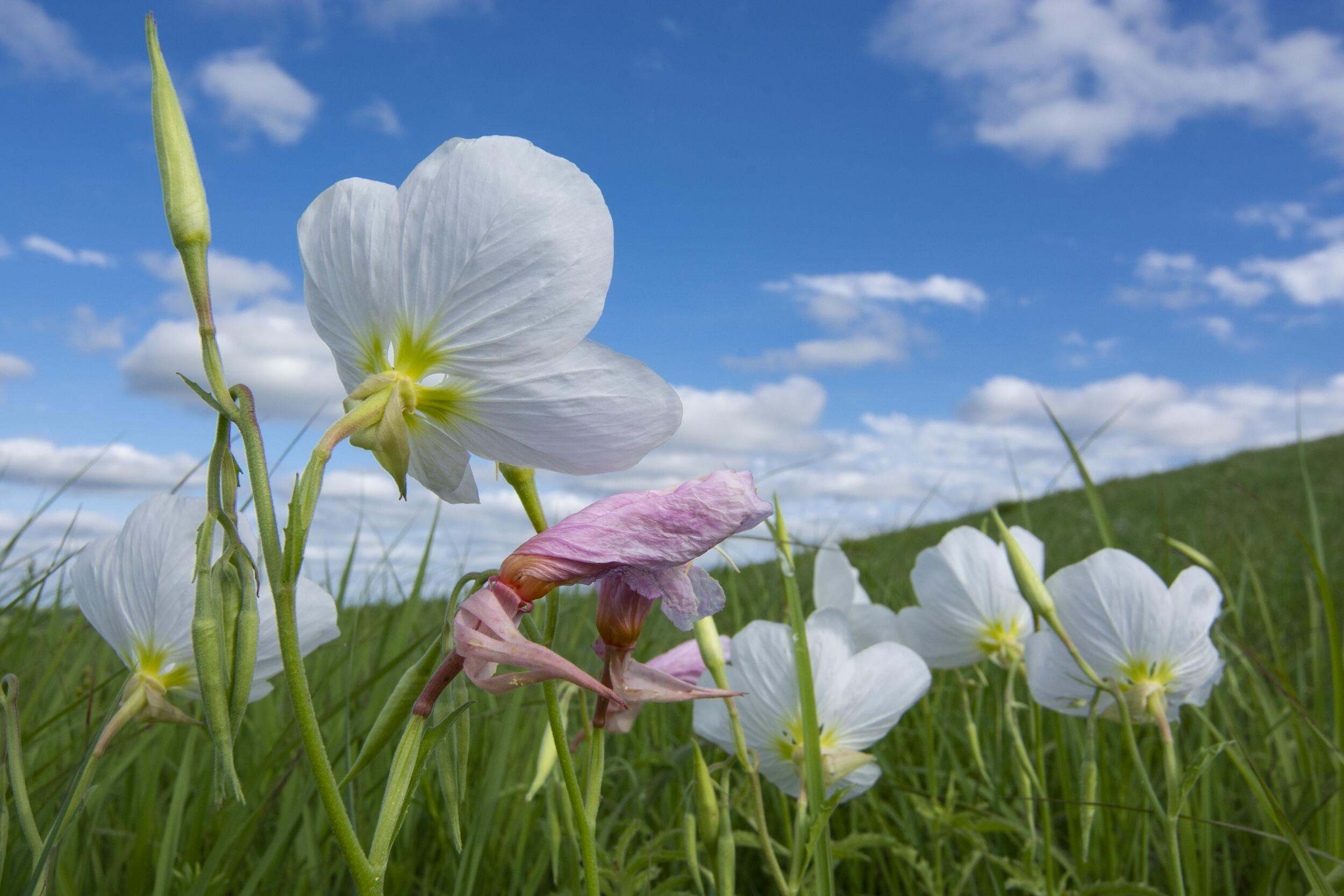 Quick and Dirty Guide to Bison as Keystone Species