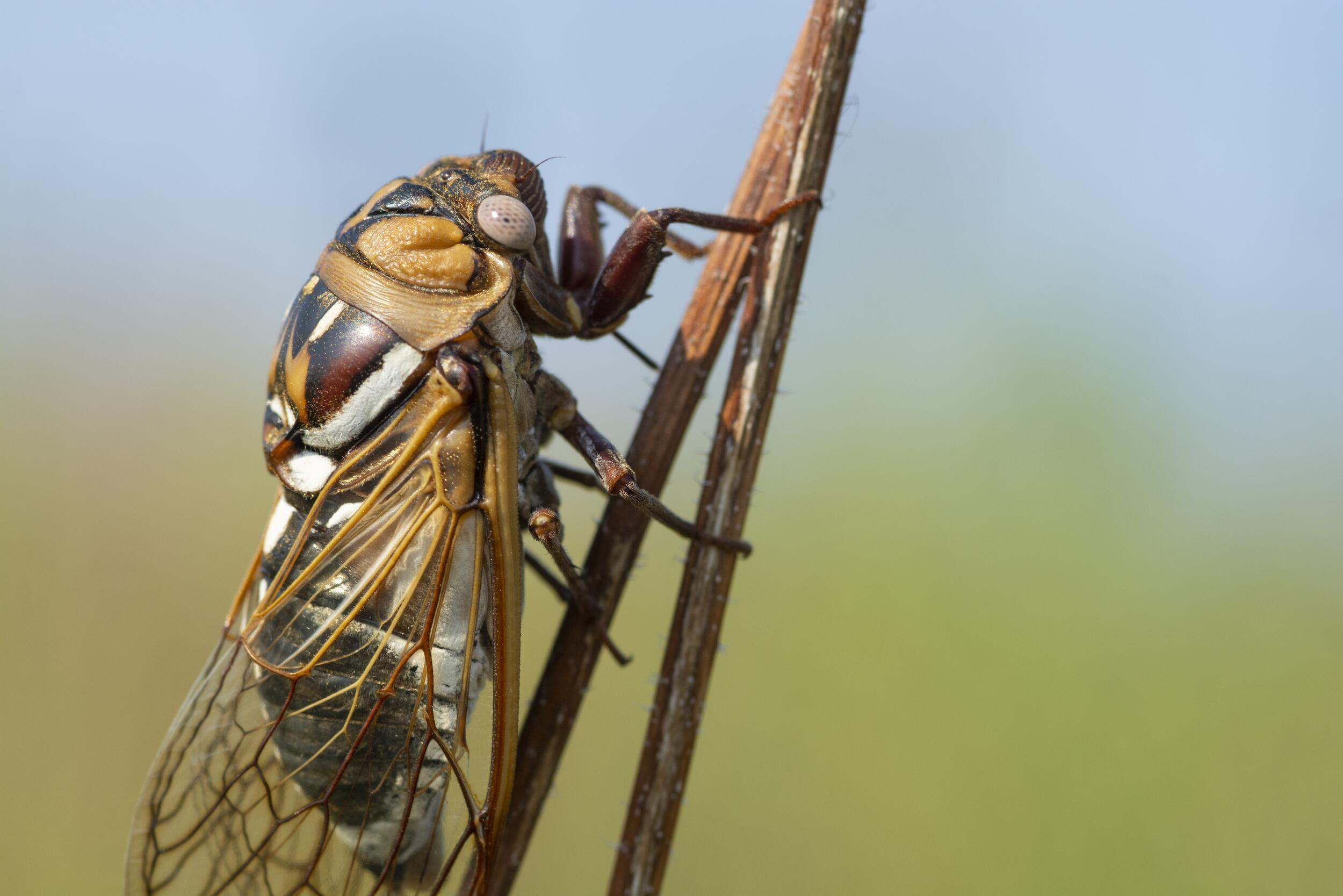 Quick and Dirty Guide to Bison as Keystone Species