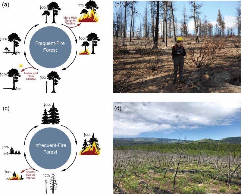 Where Forest Management in the U.S. can Keep Carbon in Forests