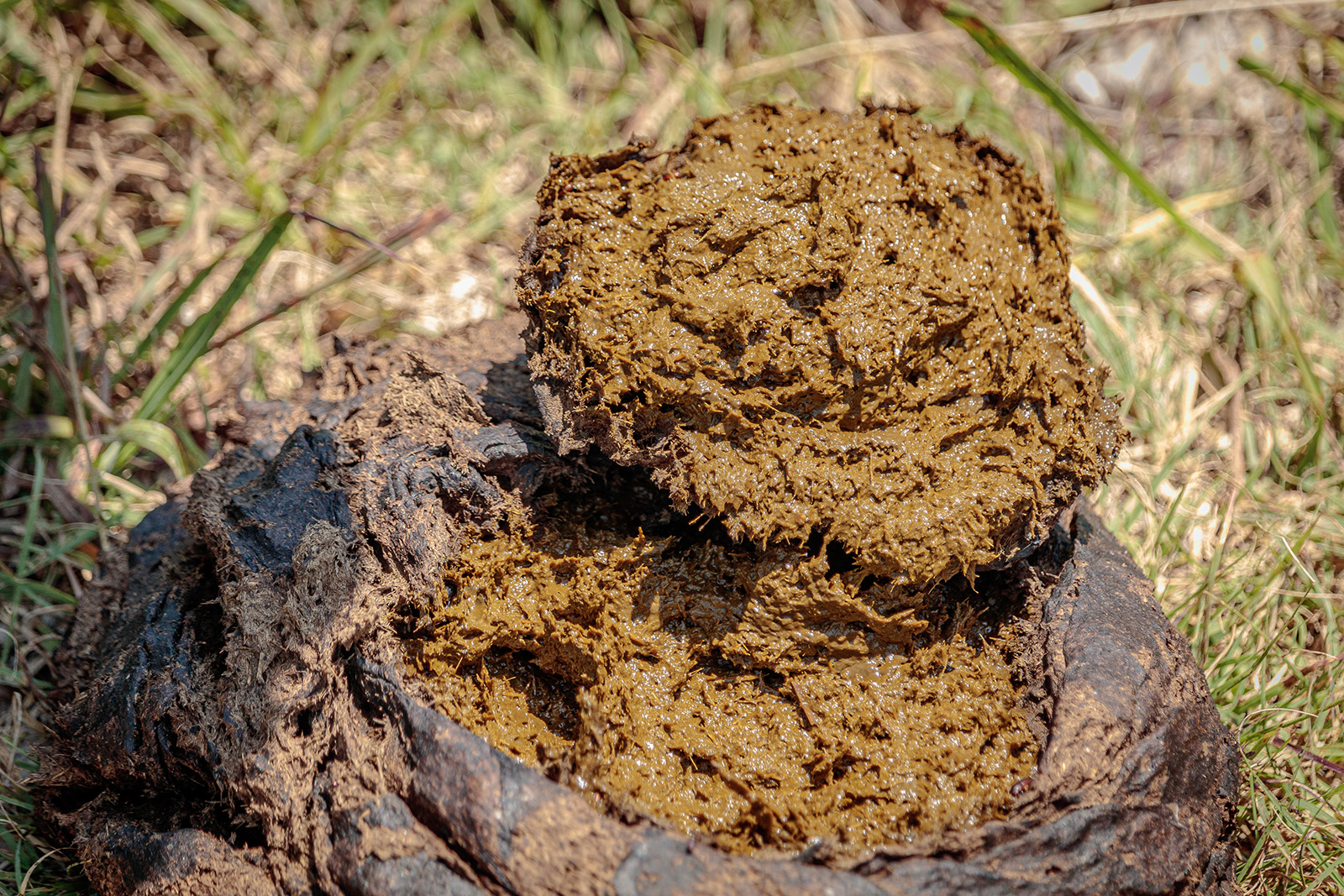Quick and Dirty Guide to Bison as Keystone Species