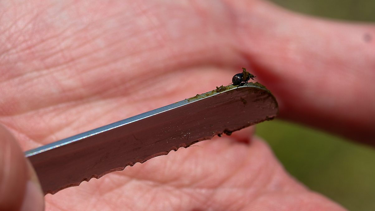 Quick and Dirty Guide to Bison as Keystone Species