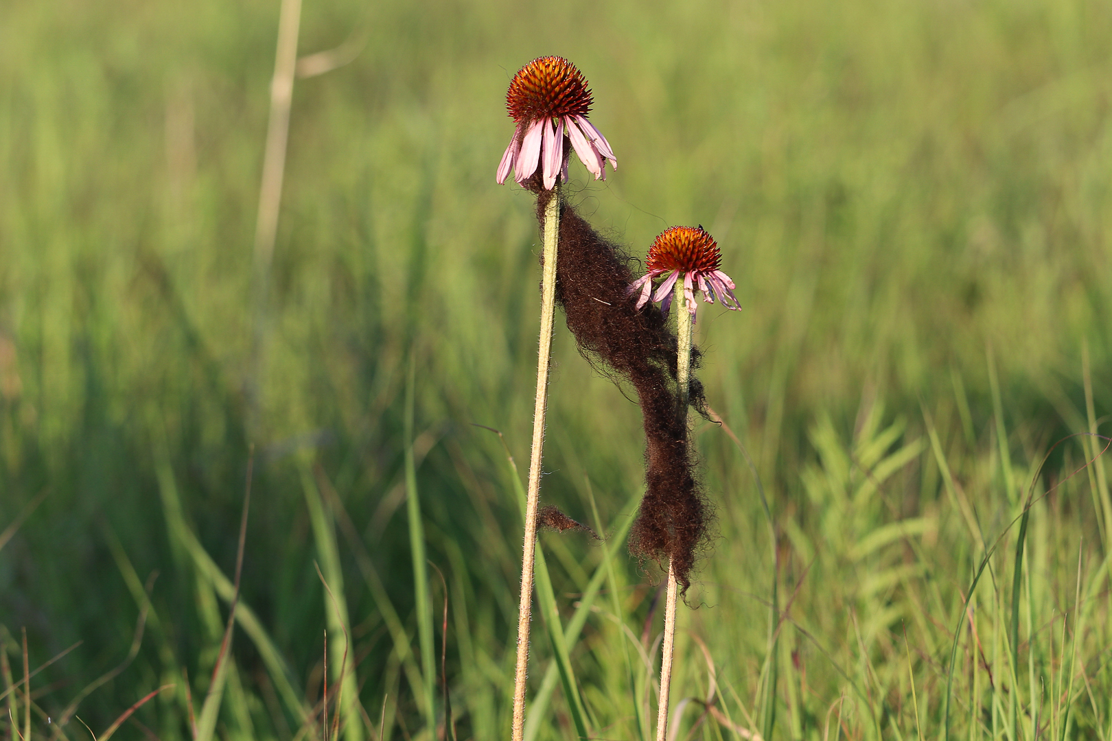 Quick and Dirty Guide to Bison as Keystone Species
