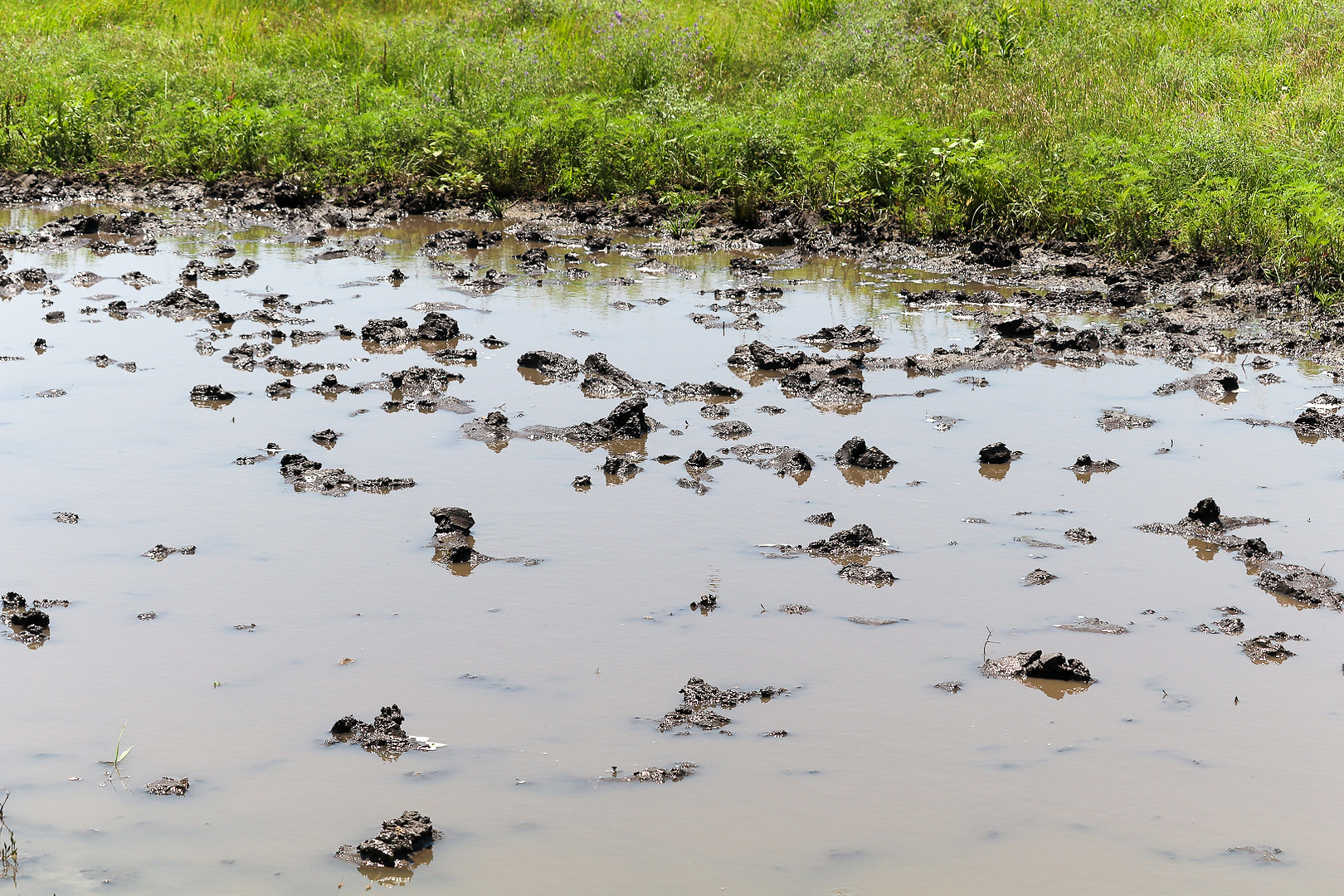 Quick and Dirty Guide to Bison as Keystone Species
