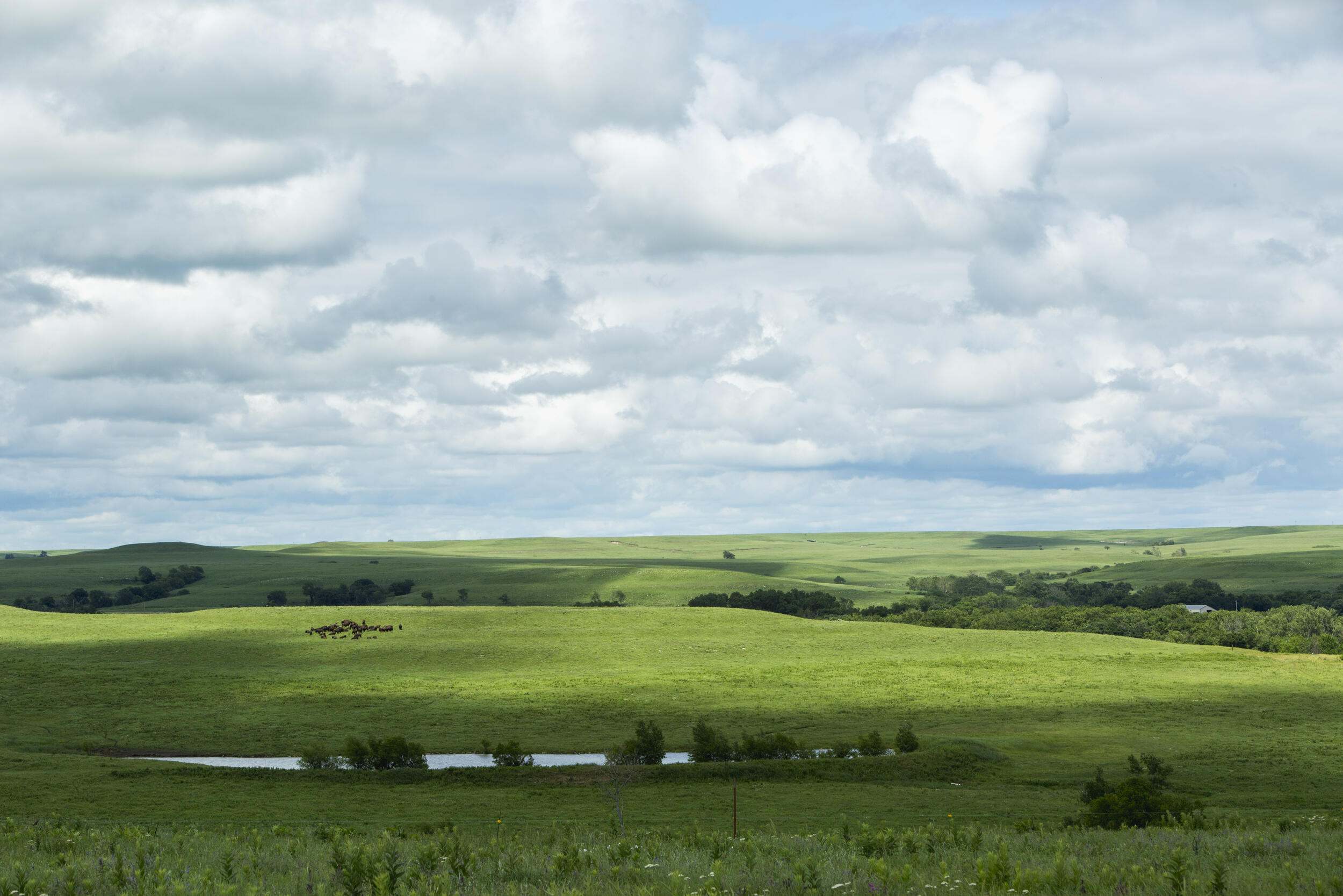 Quick and Dirty Guide to Bison as Keystone Species