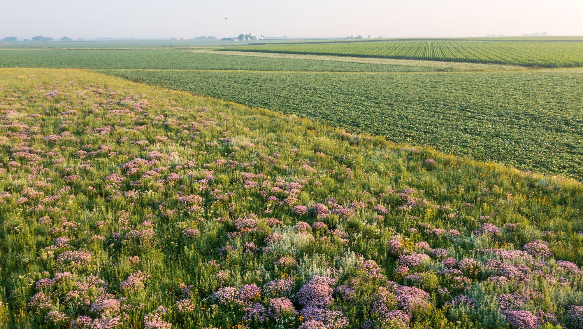 How To Bring Back the Prairie, a Tiny Bit at a Time - Cool Green Science