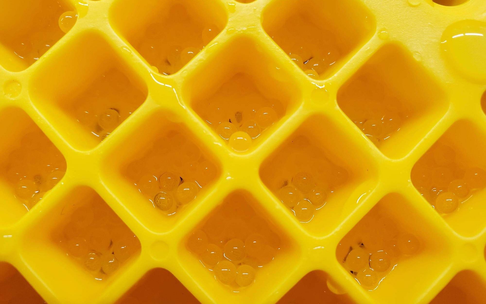 Can You Help a Fish Imprint On a River? - Cool Green Science