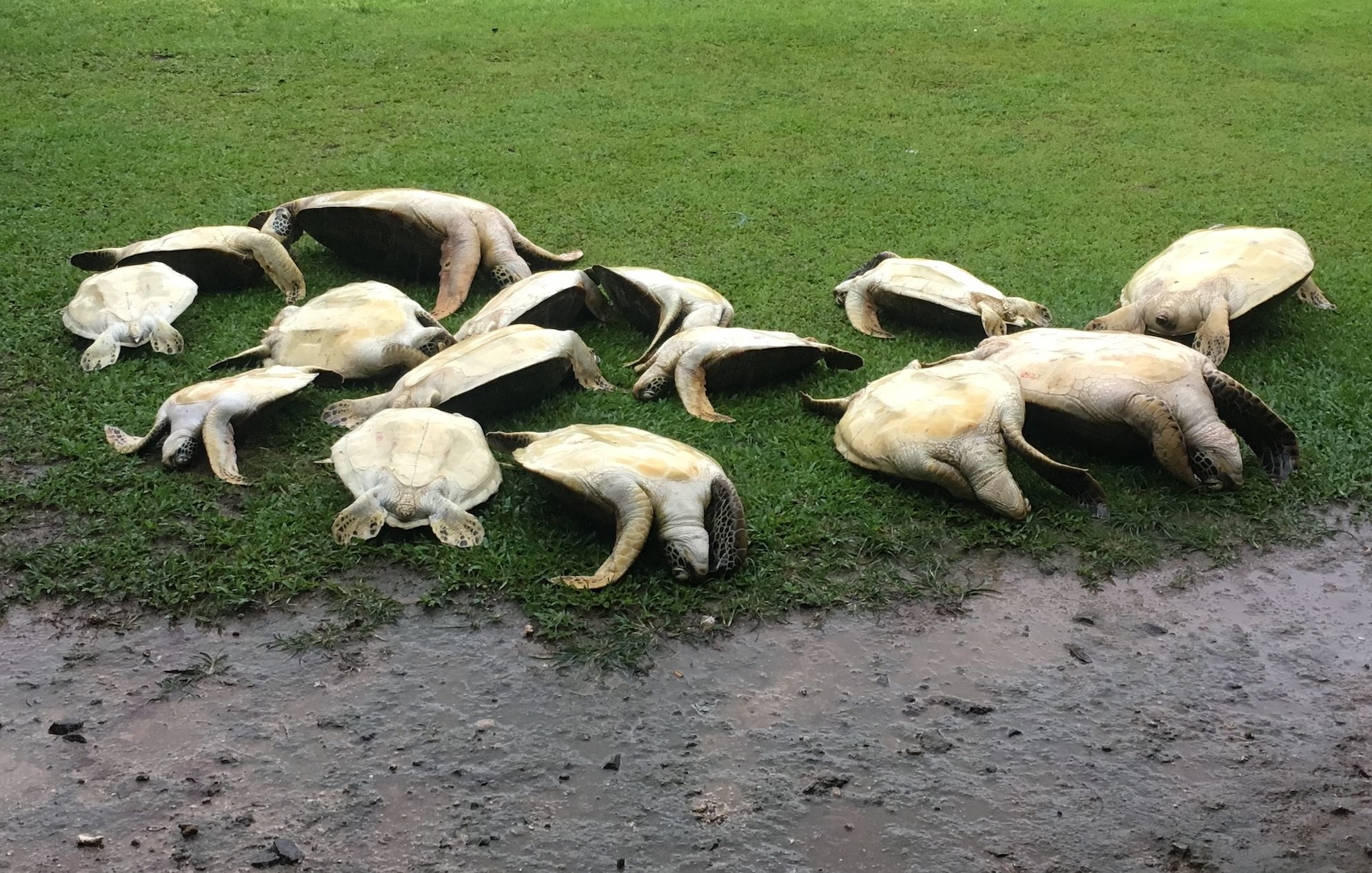 Cool Green Science - Stories of The Nature Conservancy