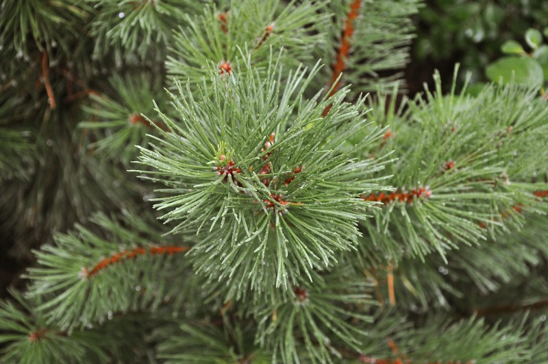 Christmas Trees on the Beach - Cool Green Science