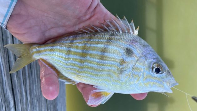 50 Fish, 50 States: Pier Review - Cool Green Science