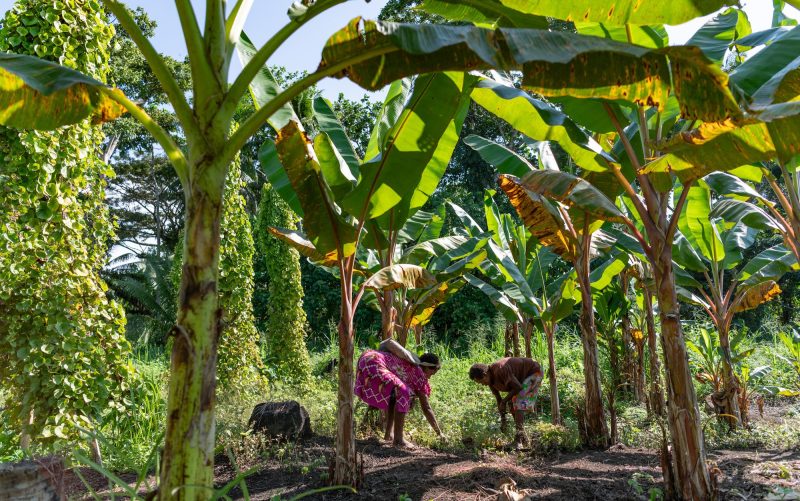 Communities Unite to Save Forests from Logging in PNG